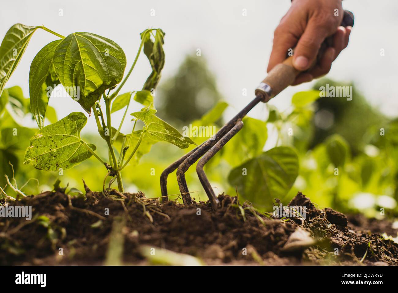 Weeding beds with agricultura plants growing in the garden. Weed and ...