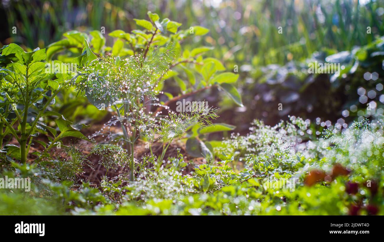 Crops planted in soil with dew drops in summer.Cultivated land close up ...