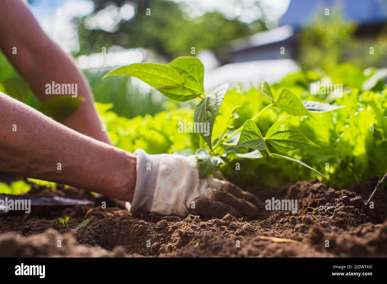 Planting plants on a vegetable bed in the garden. Cultivated land close ...