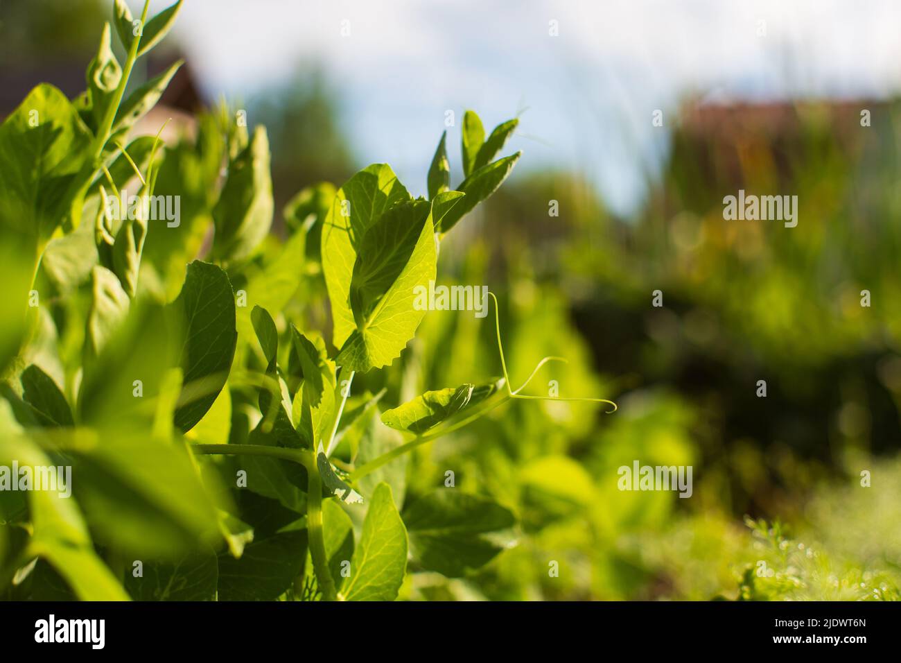 Green young sprouts of peas close up on a summer day in a rural garden ...
