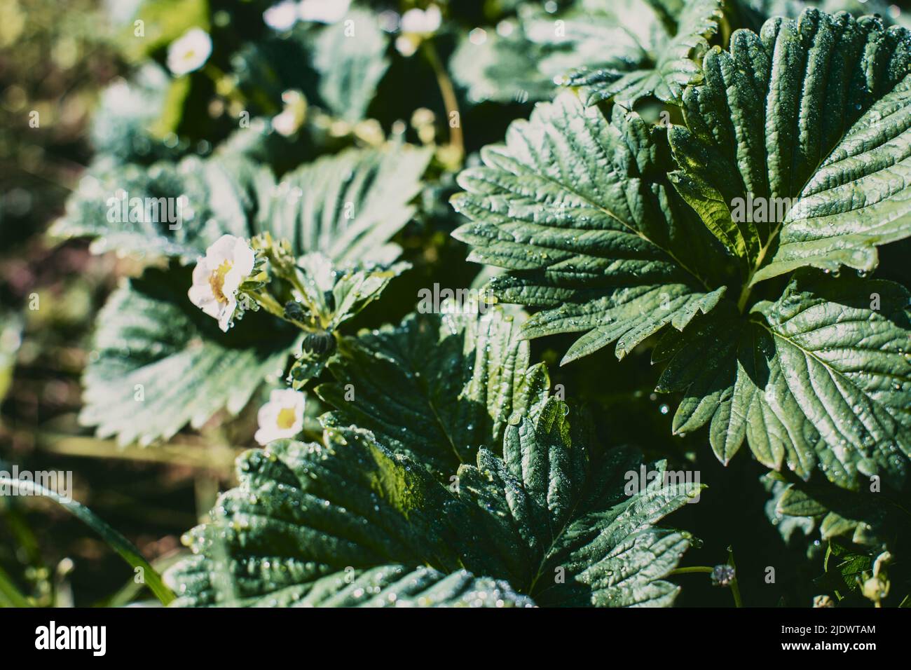 Strawberry crops under the sun. Cultivated land close-up with sprout ...