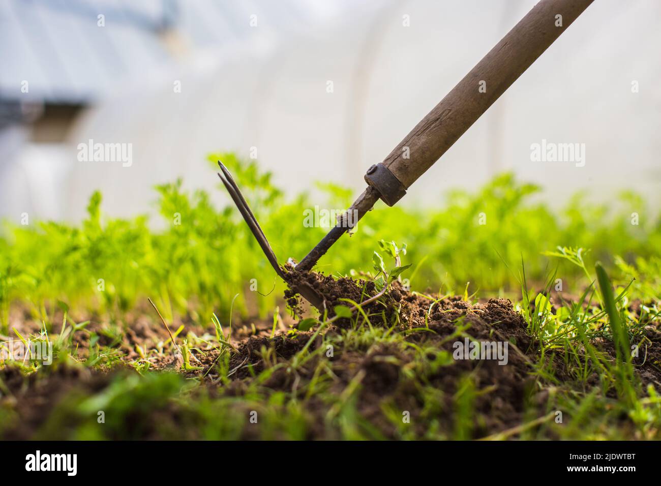Weeding beds with agricultura plants growing in the garden. Weed and ...