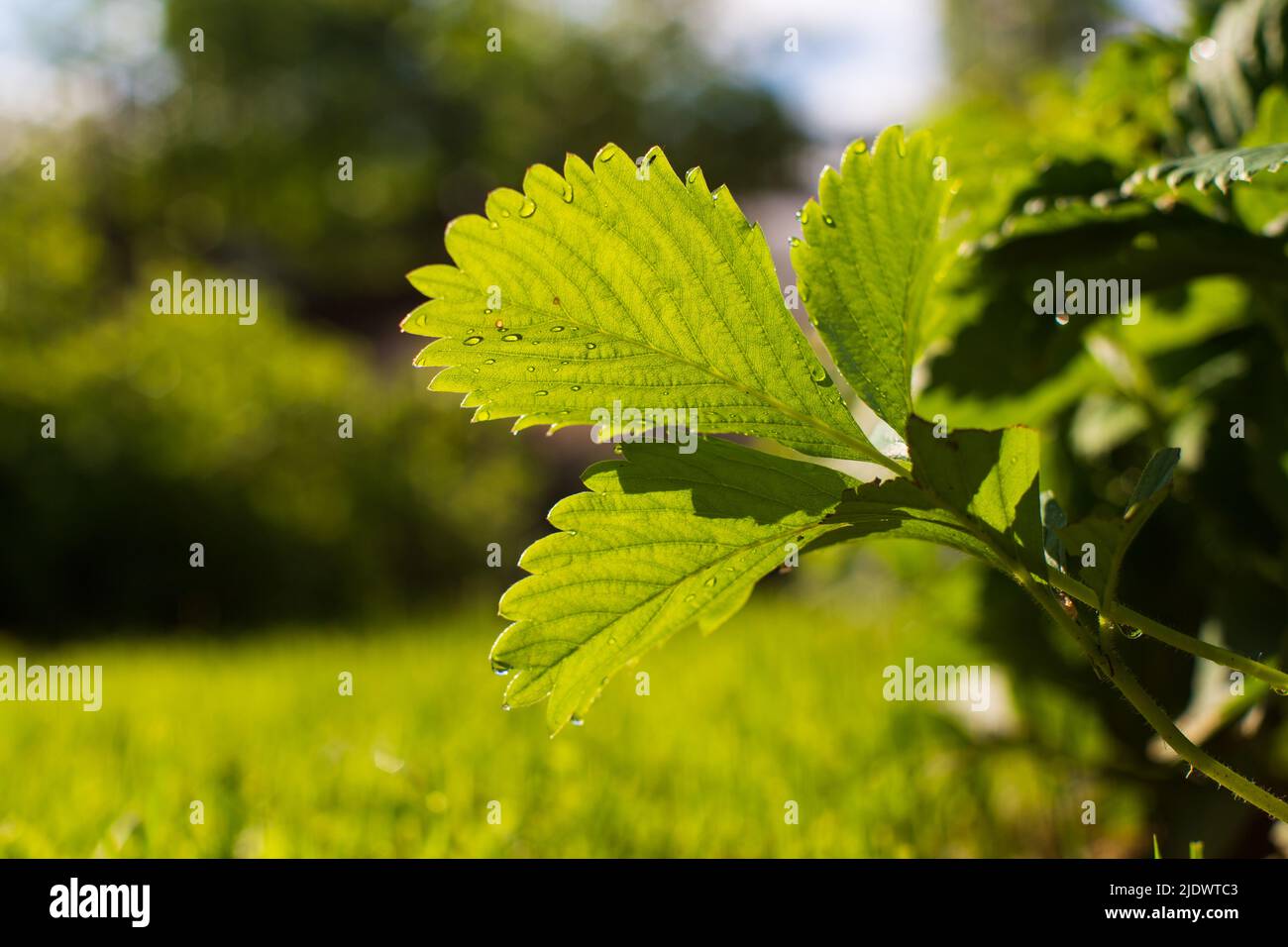 Strawberry crops under the sun. Cultivated land close-up with sprout ...