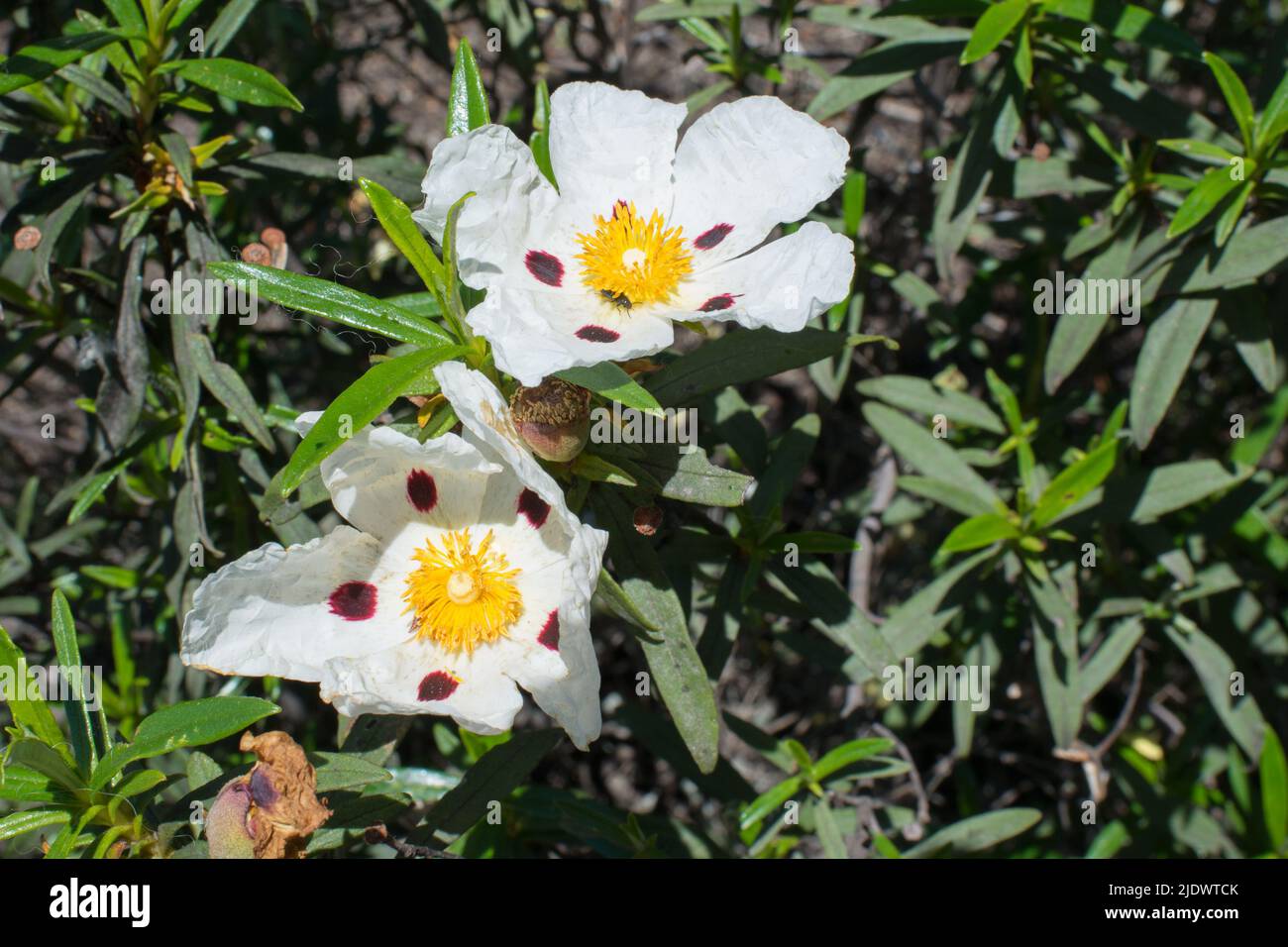 Labdanum hi-res stock photography and images - Alamy