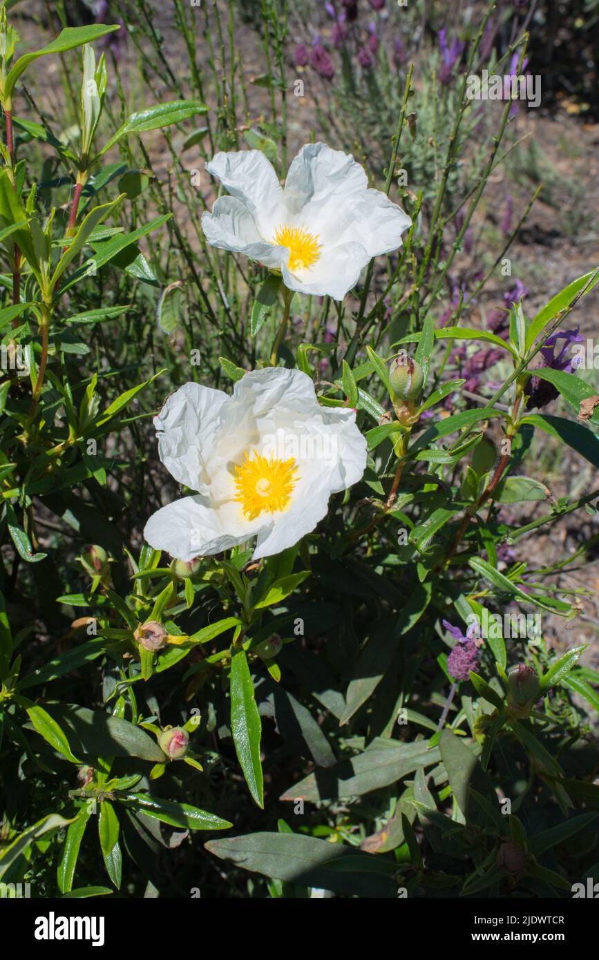 Labdanum hi-res stock photography and images - Alamy