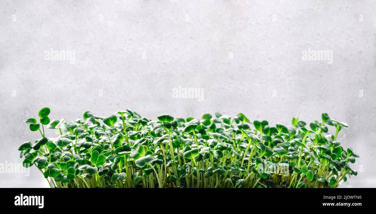Fresh radish sprouts healthy microgreen hi-res stock photography and ...