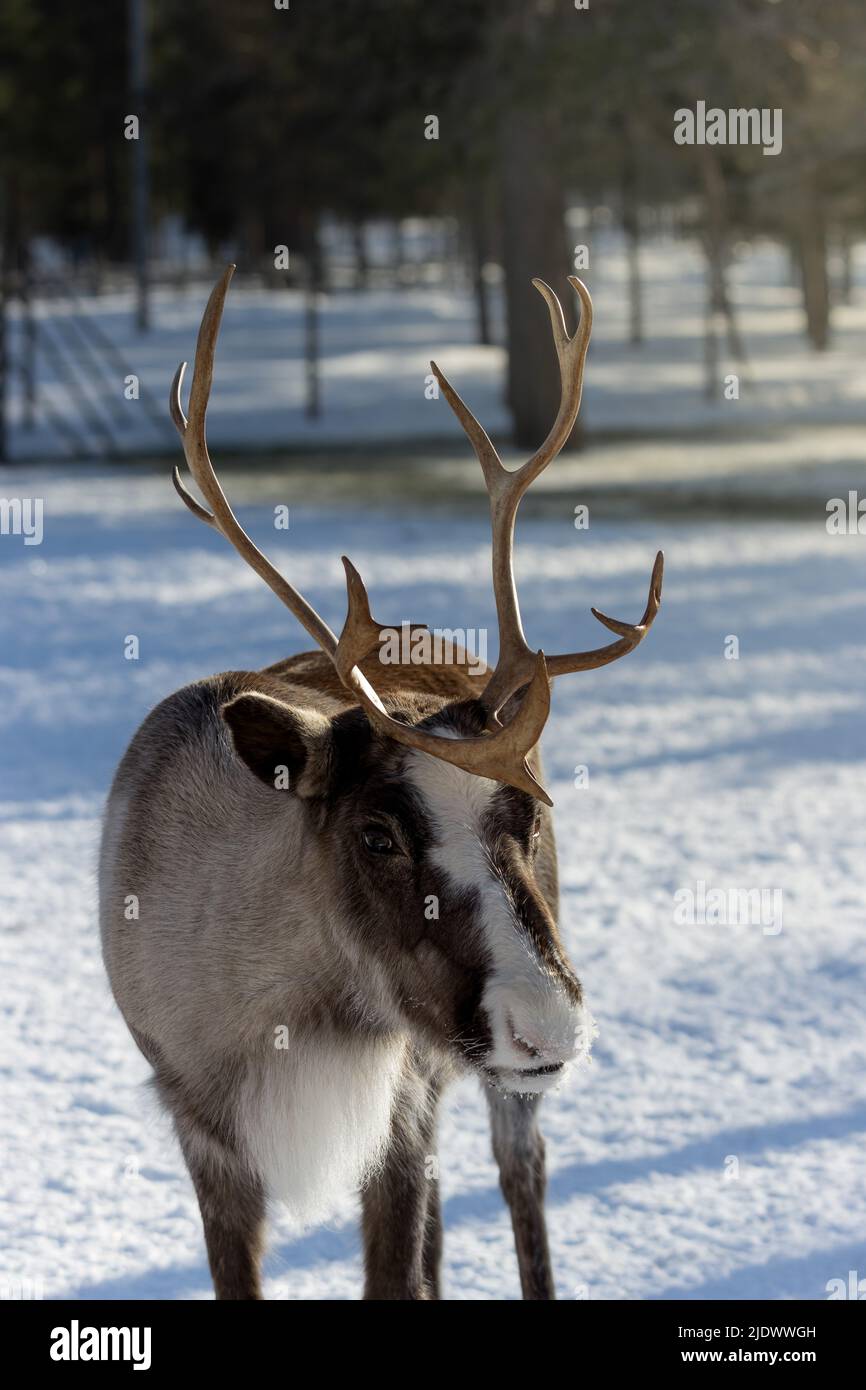 Wild reindeer farm lapland hi-res stock photography and images - Alamy
