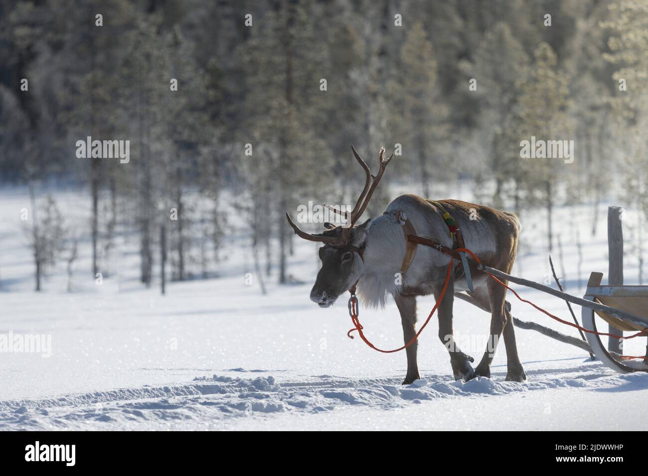 Sleigh reindeer finland hi-res stock photography and images - Alamy