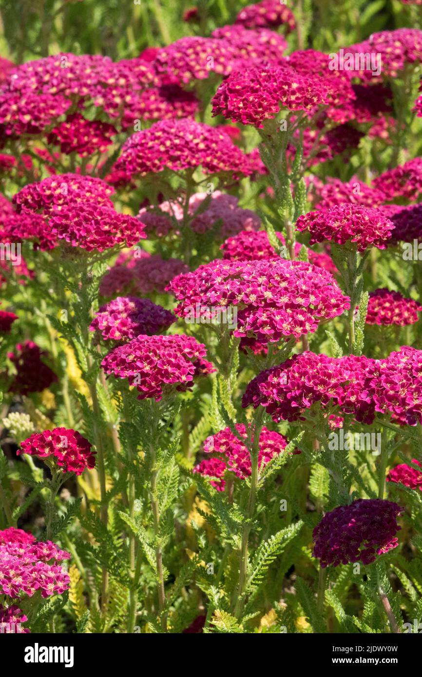 Achillea millefolium ‘pomegranate’ hi-res stock photography and images ...