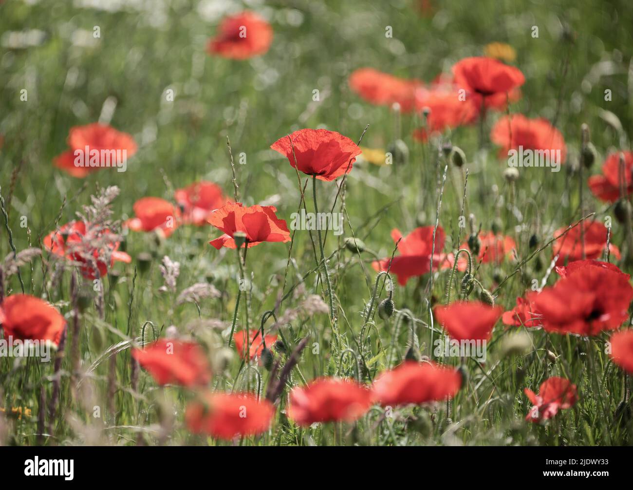 Poppys and meadow flowers Stock Photo - Alamy