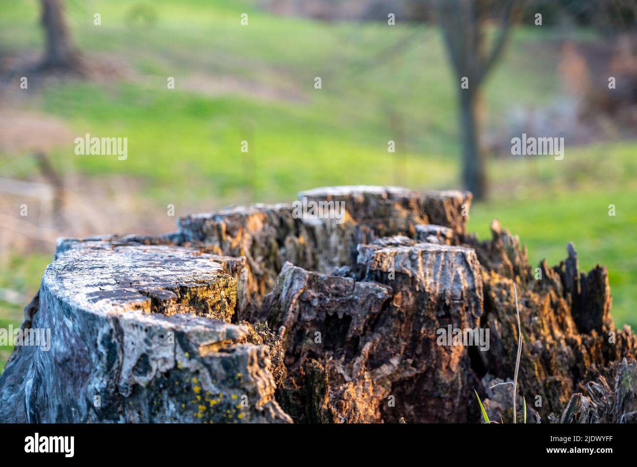 Old rotting tree stump showing age and decay from many years Stock ...