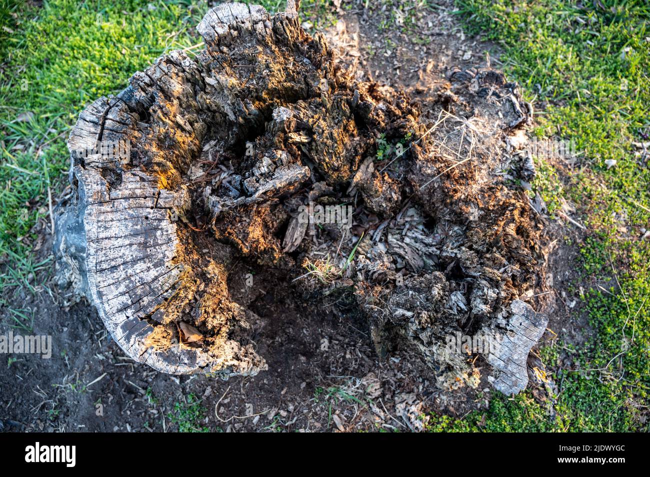 Old rotting tree stump showing age and decay from many years Stock ...