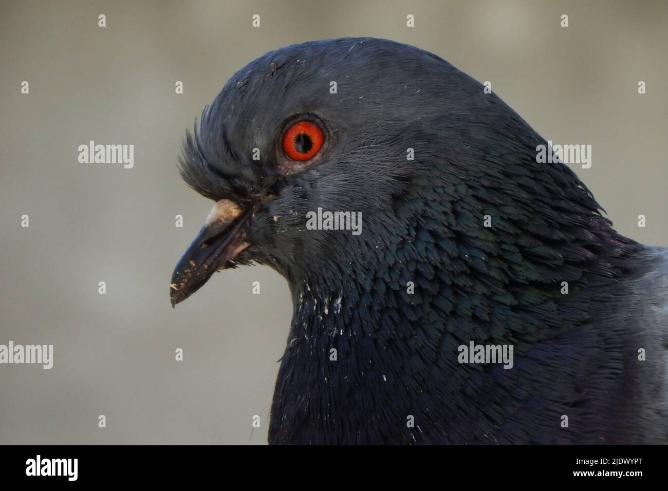 High quality pigeon hi-res stock photography and images - Alamy