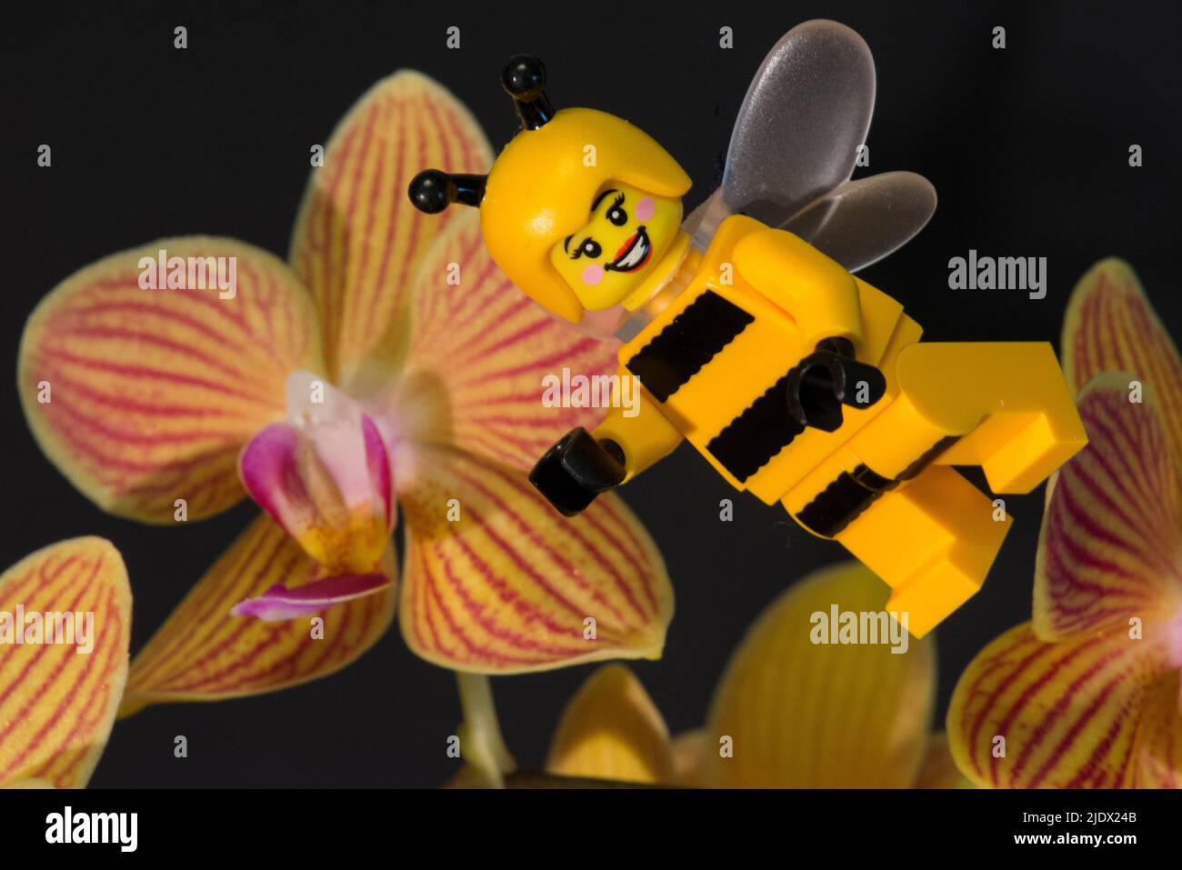 Lego bee visits Orchids Stock Photo - Alamy