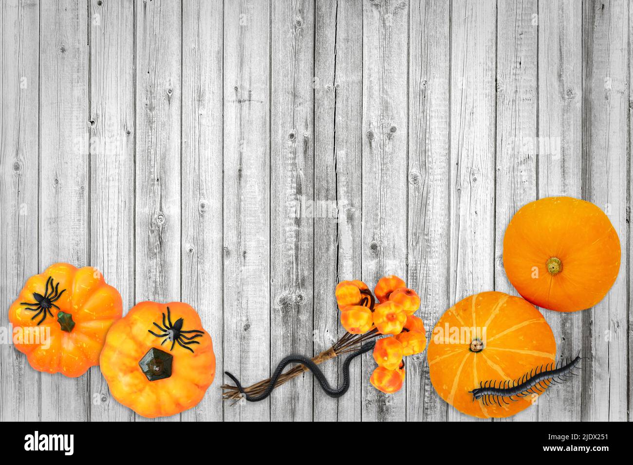 Halloween decorations spider and snake on wooden gray background ...