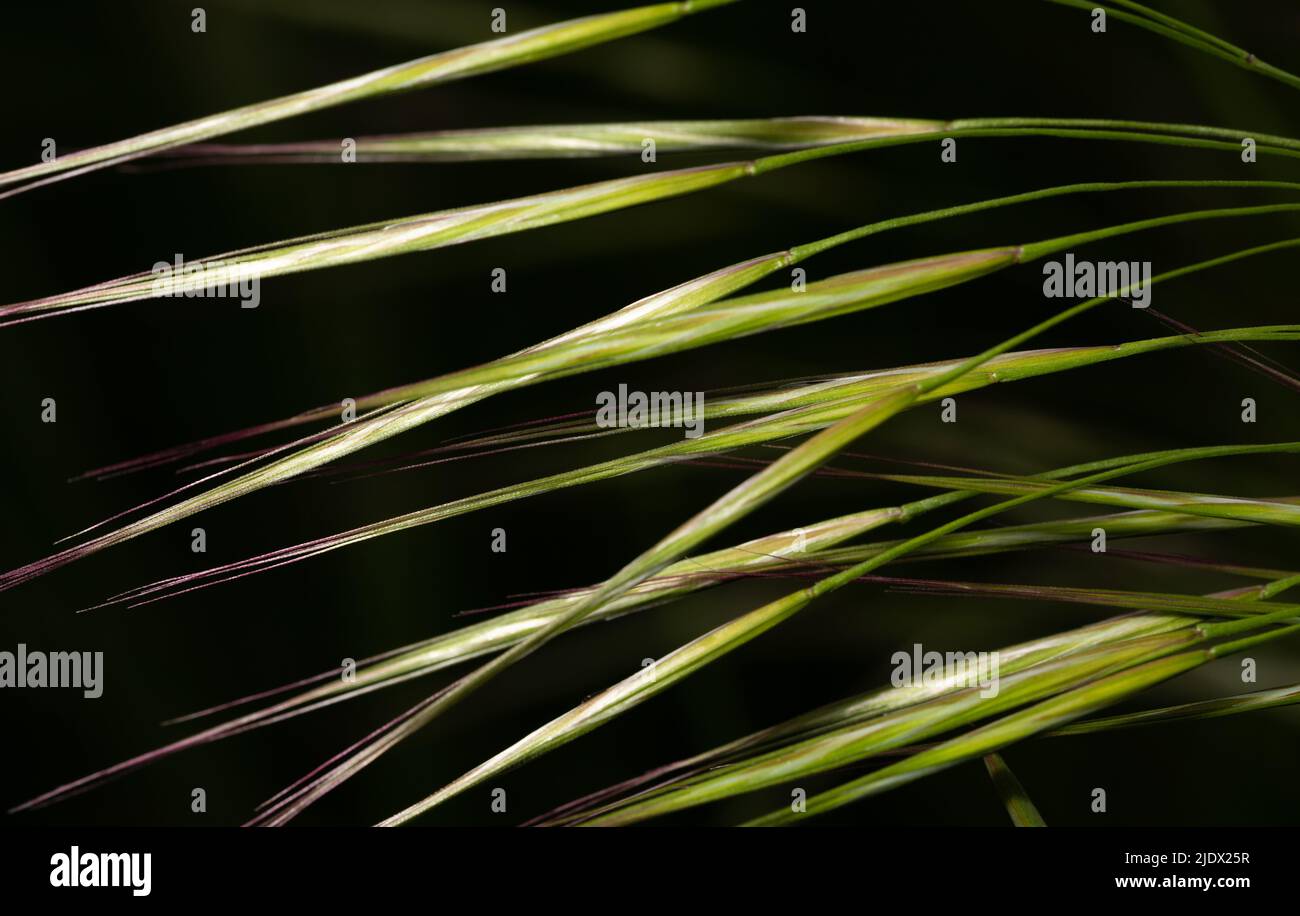 Ears of grass on a macro scale. Grass seeds close-up. Abstract natural ...