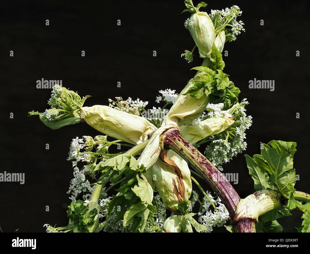 Invasive plant giant hogweed hi-res stock photography and images - Alamy