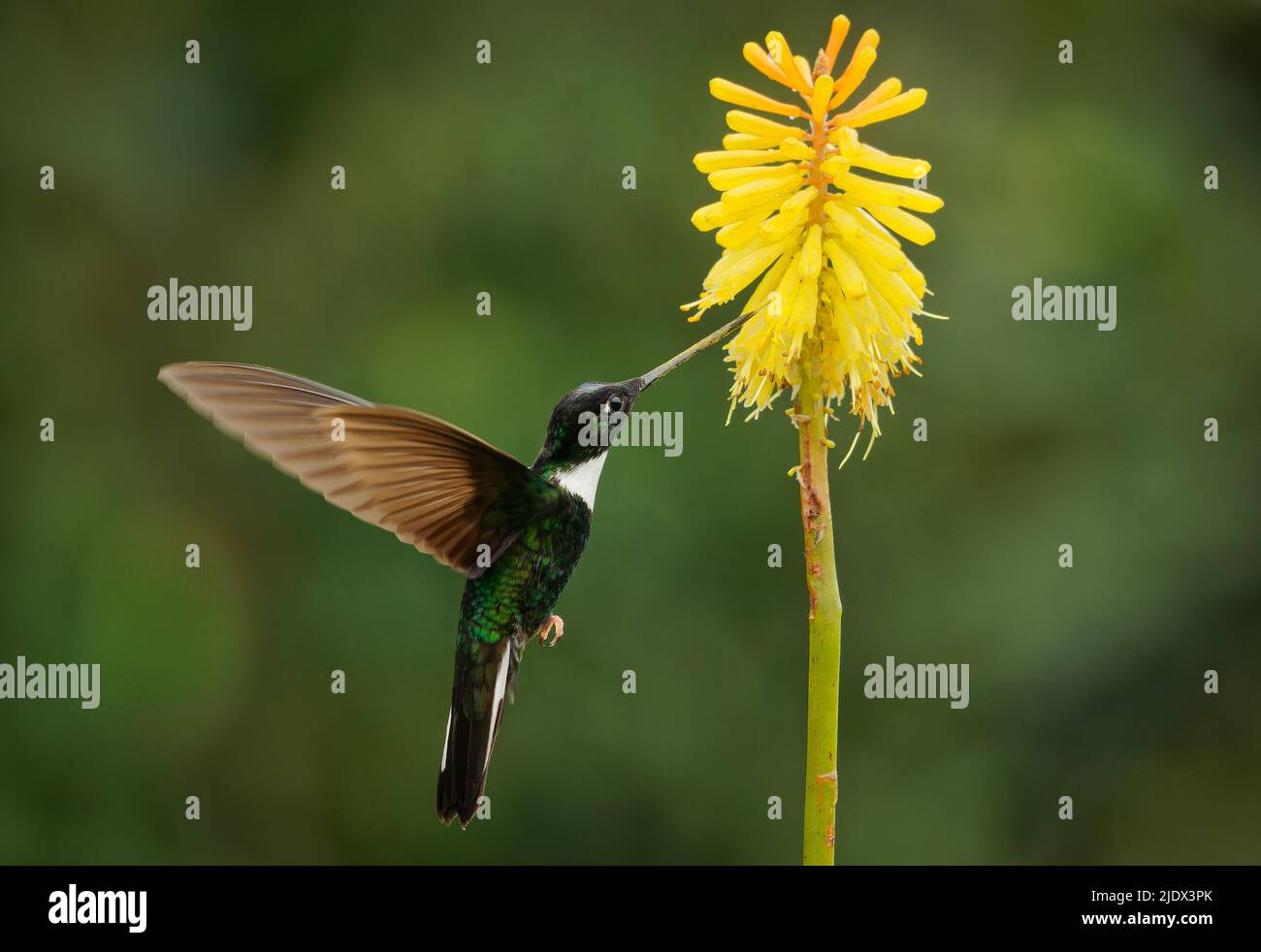 Collared Inca - Coeligena torquata hummingbird found in humid Andean ...