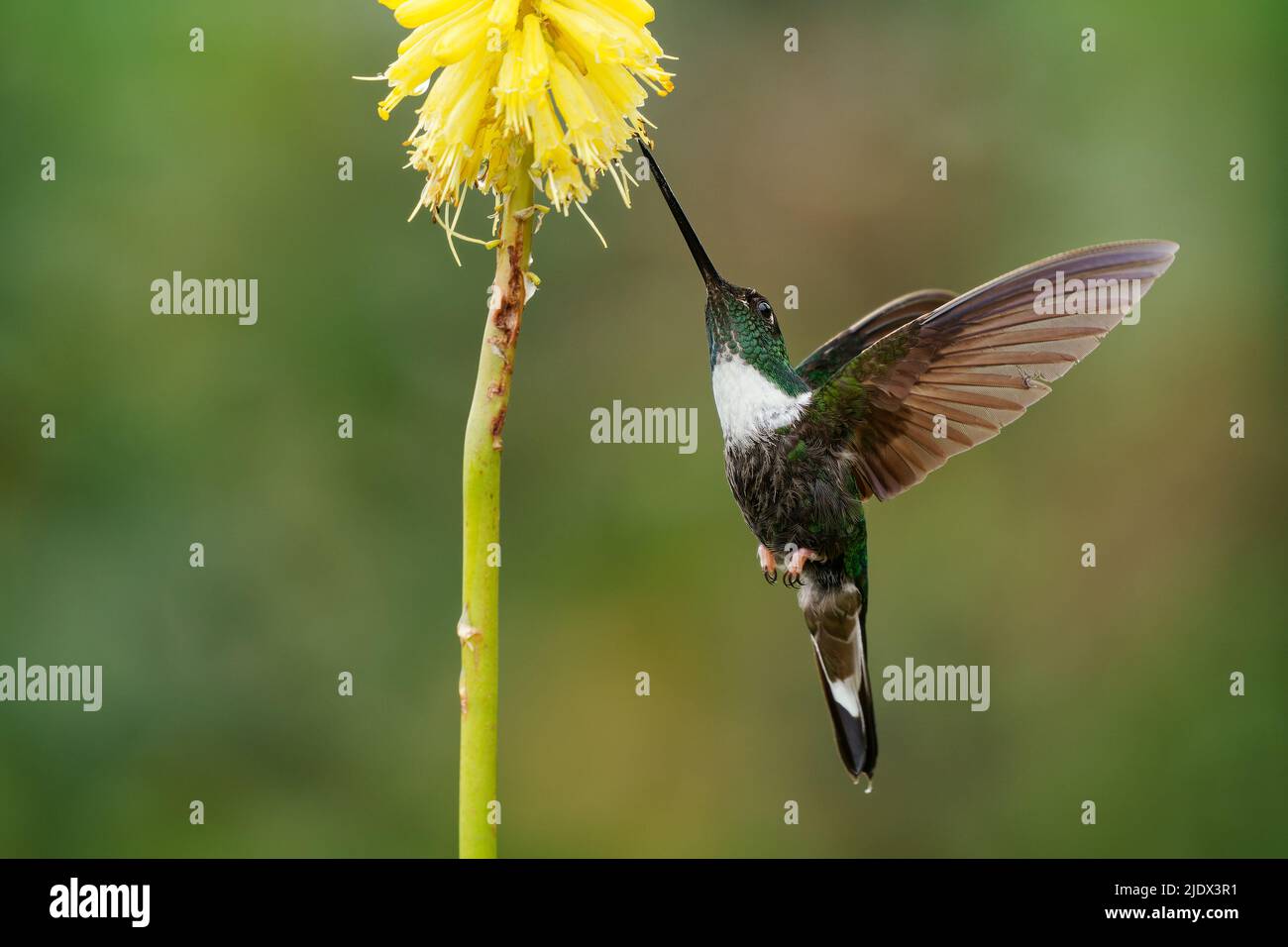 Collared Inca - Coeligena torquata hummingbird found in humid Andean ...