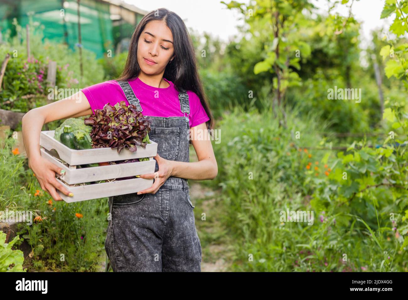 proximity agriculture gardener. organic vegetables. Venezuelan Latin ...