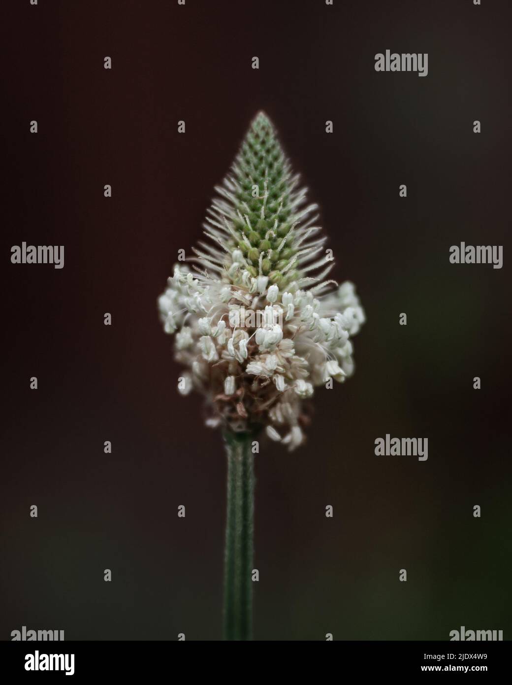 Flower, growth, details, nature, macro, plants, spring Stock Photo - Alamy