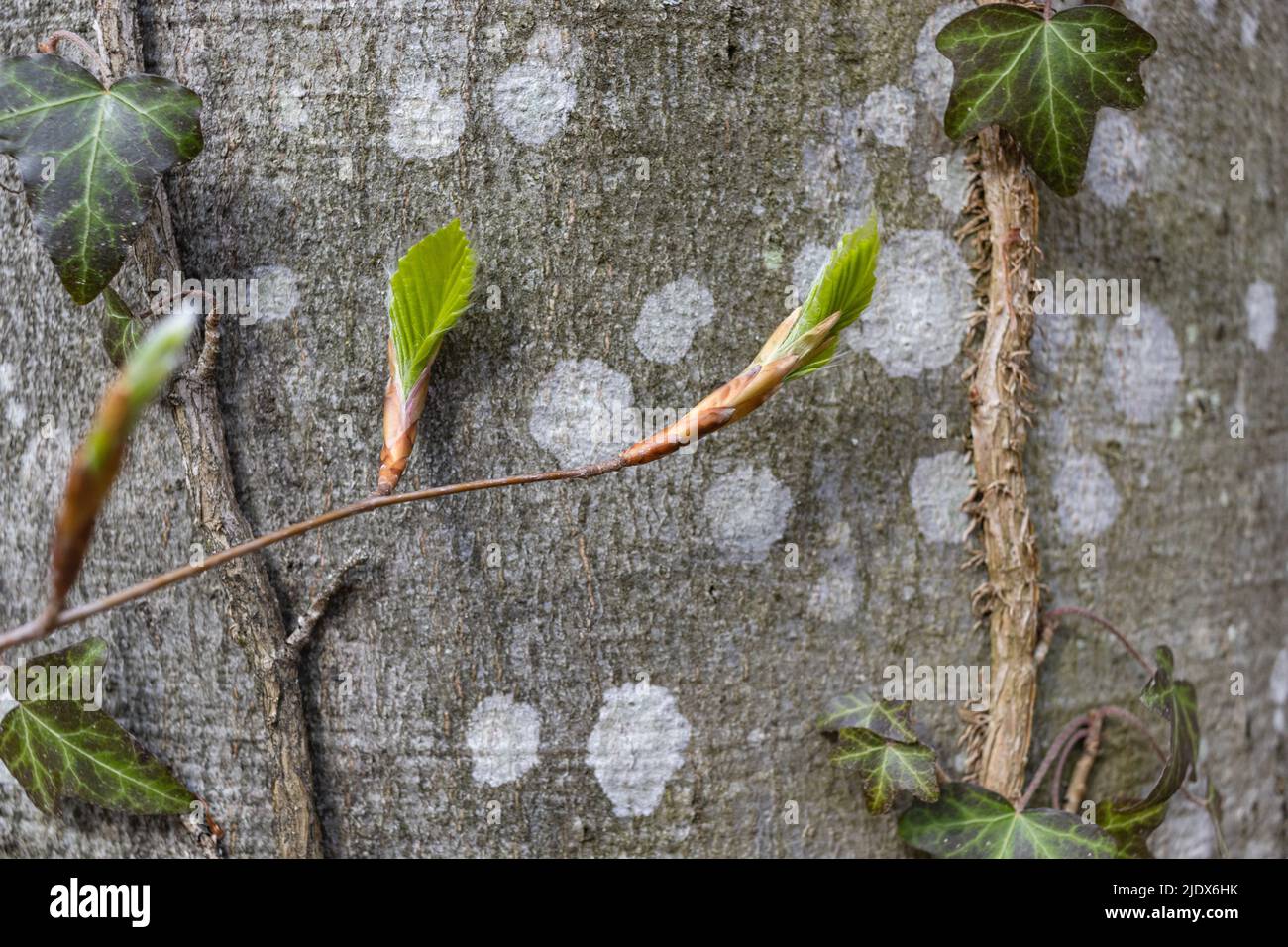 Common ivy on an old tree hi-res stock photography and images - Alamy