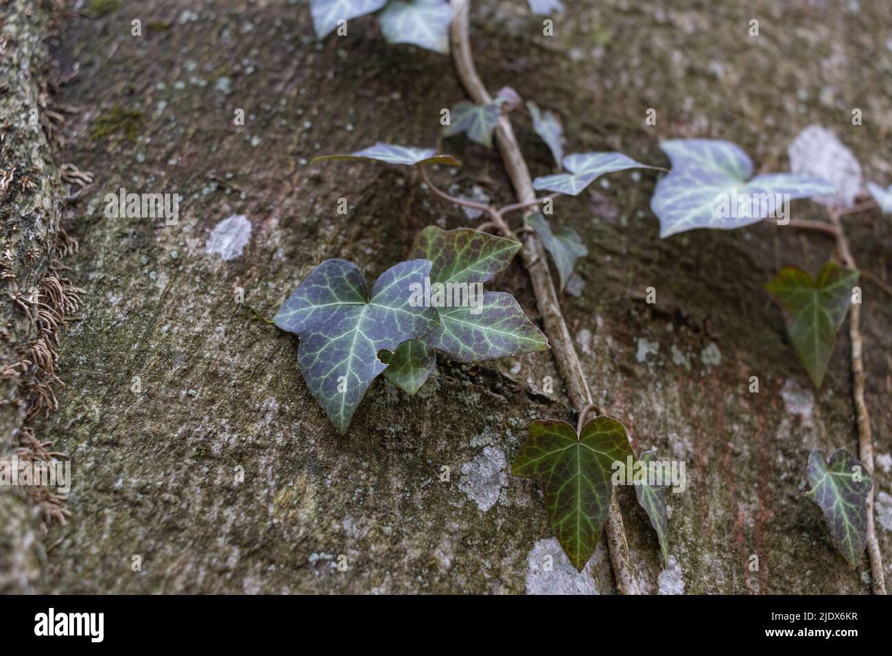Ivy roots climbing tree trunk hi-res stock photography and images - Alamy