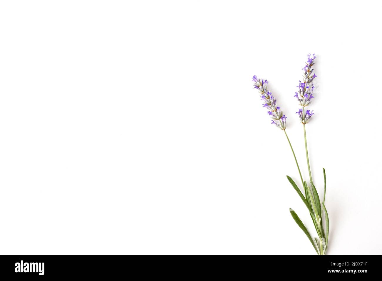 Background with two spikes of blooming lavender on isolated white table ...