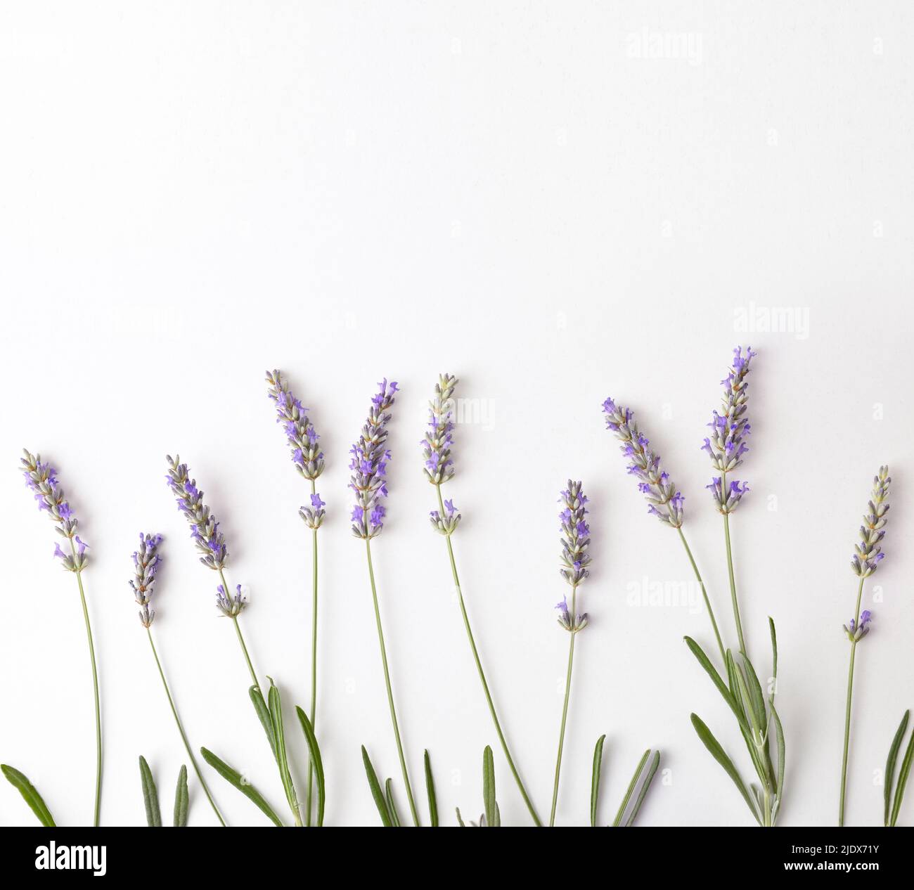 Floral background with blooming lavender spikes on white table. Top ...