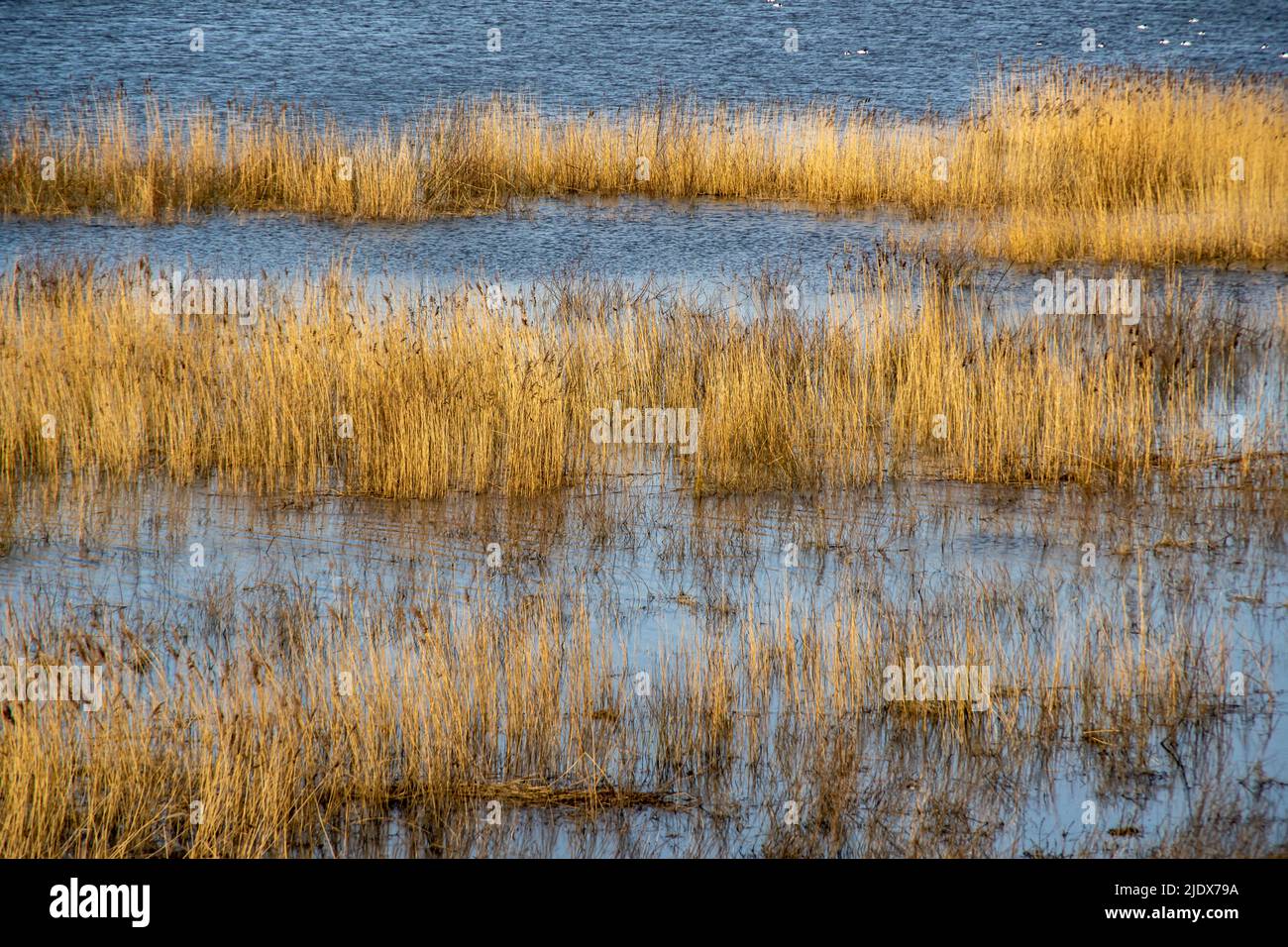 Dried water reed hi-res stock photography and images - Alamy