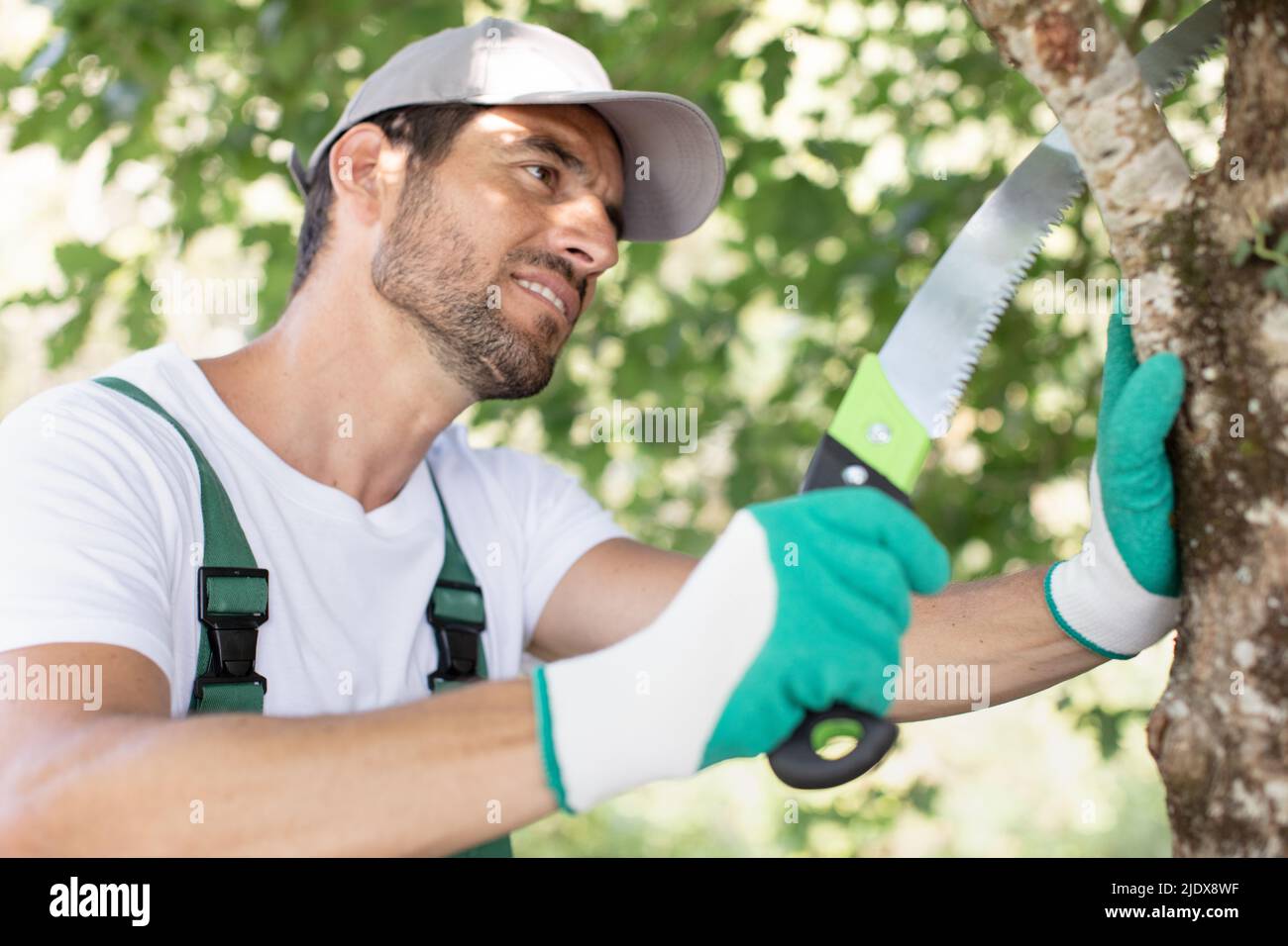 man gardener cut with clippers Stock Photo - Alamy