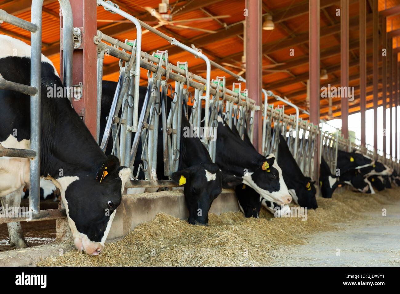 Dairy cows milk farm fodder hi-res stock photography and images - Alamy