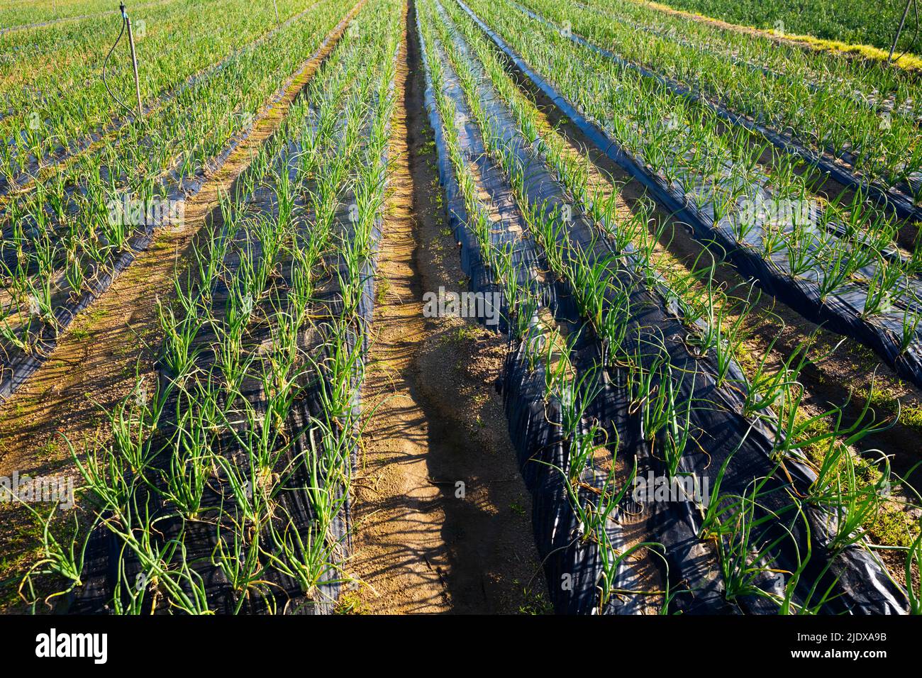 Spring onions growing in the garden Stock Photo - Alamy