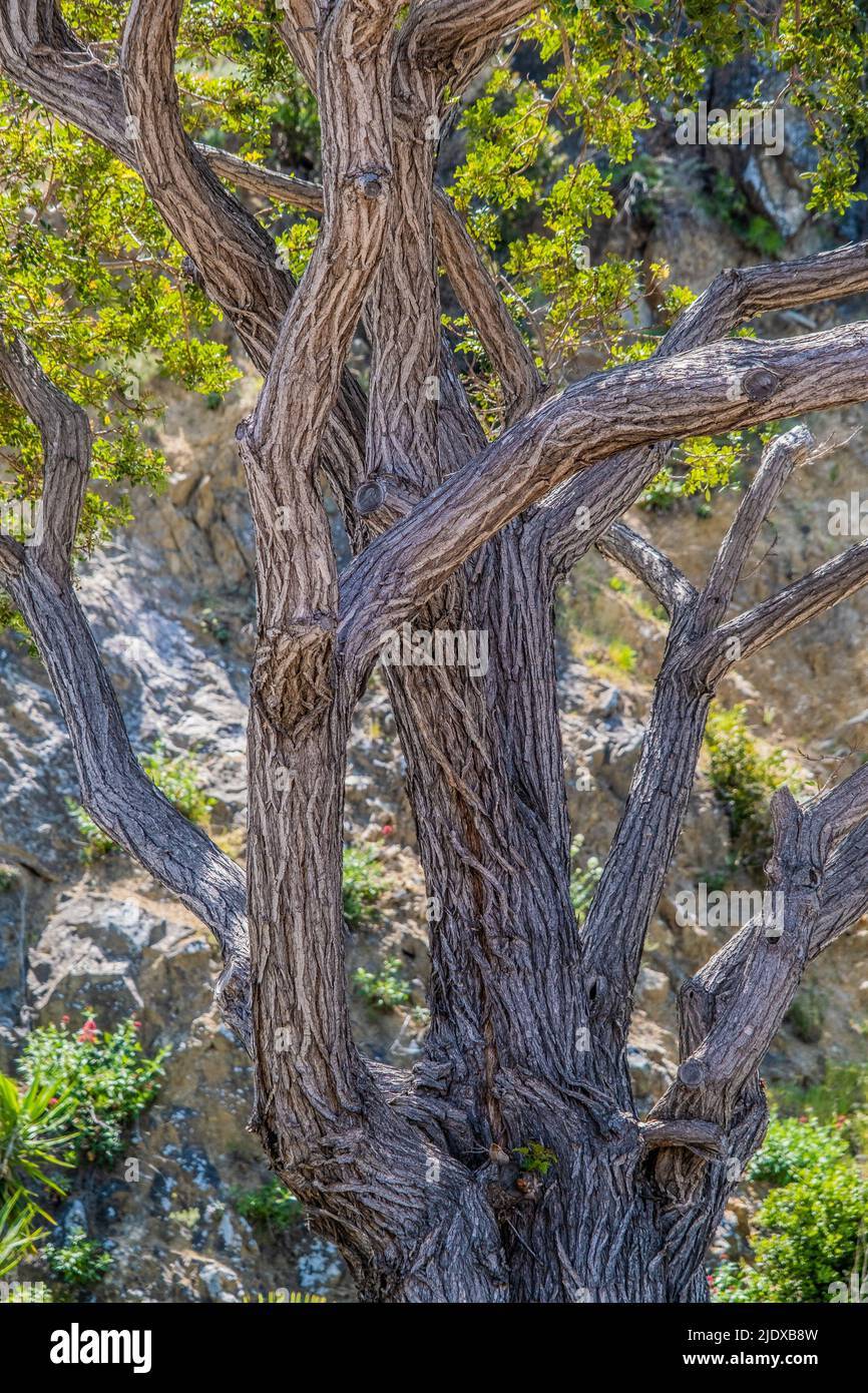 Gnarled tree trunks hi-res stock photography and images - Alamy