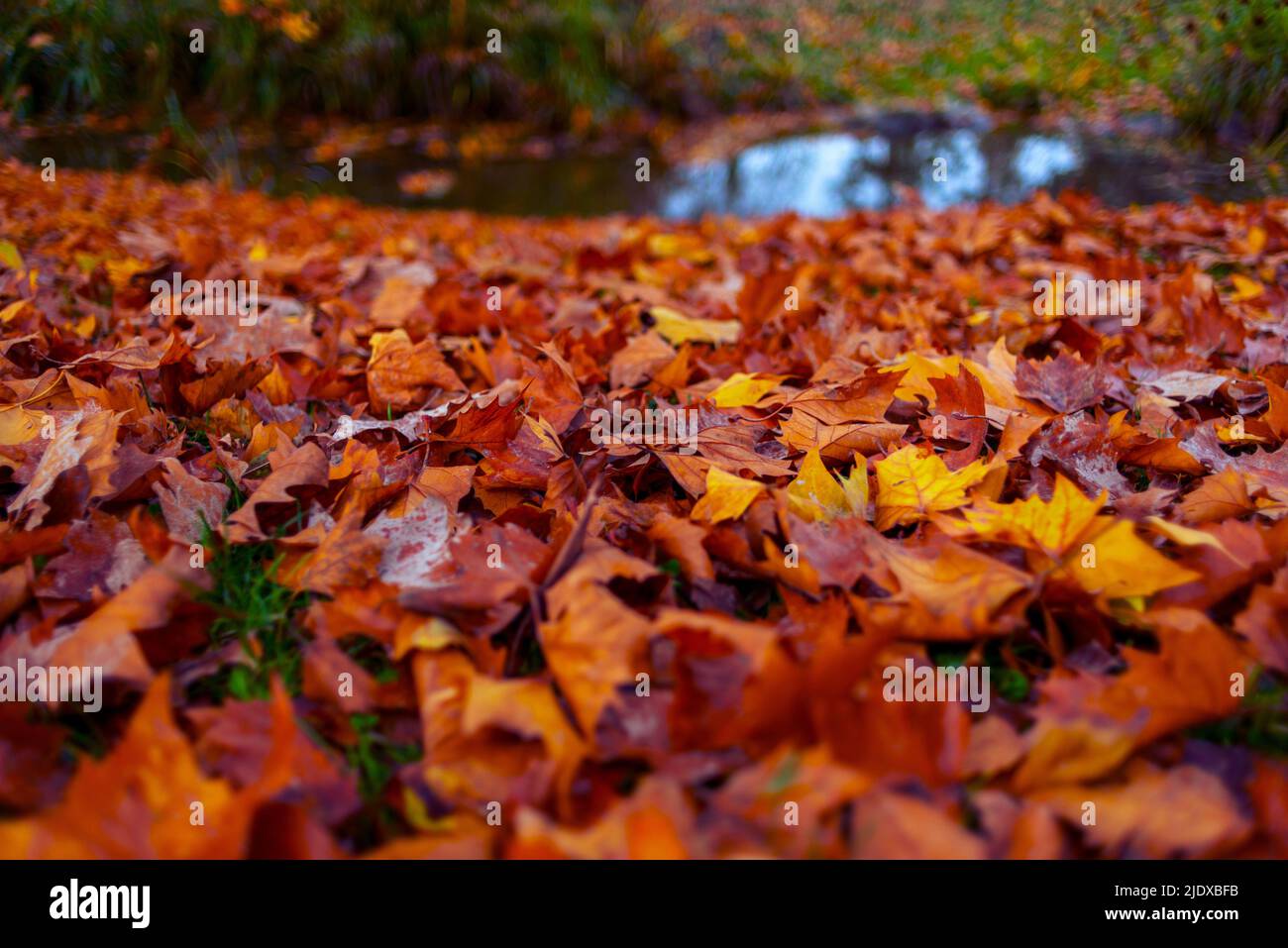 Hello november. yellow leaves on the grass in the city park Stock Photo ...