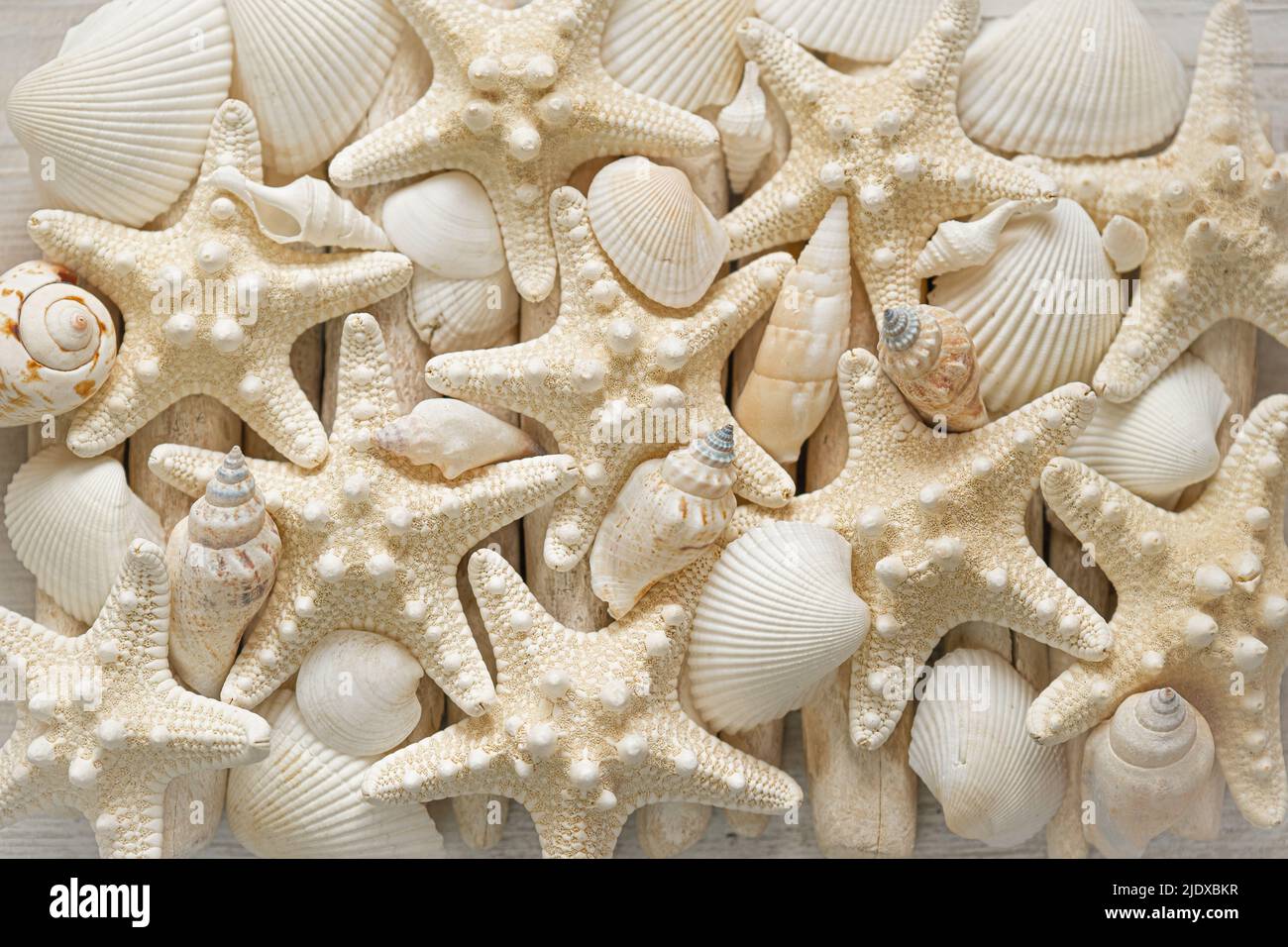 Marine wallpaper.Starfish and sea shells in pastel beige colors. Summer ...