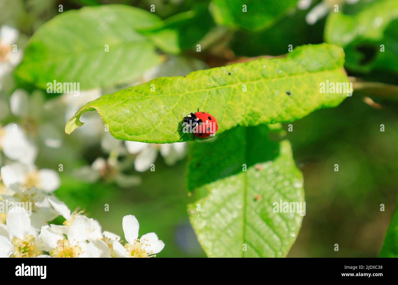 Crawling on leaf hi-res stock photography and images - Alamy