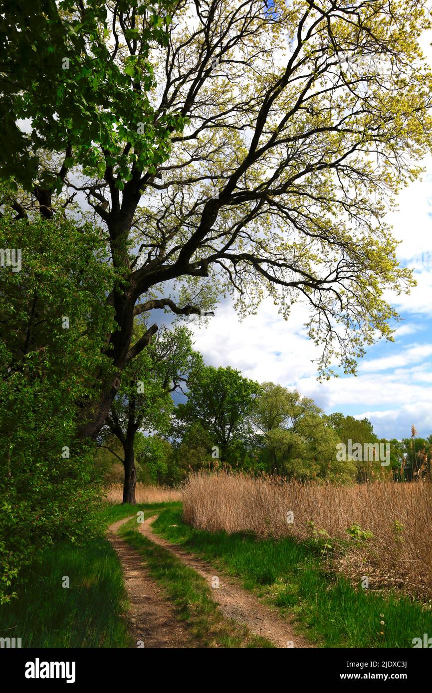 Dirt road between trees hi-res stock photography and images - Alamy