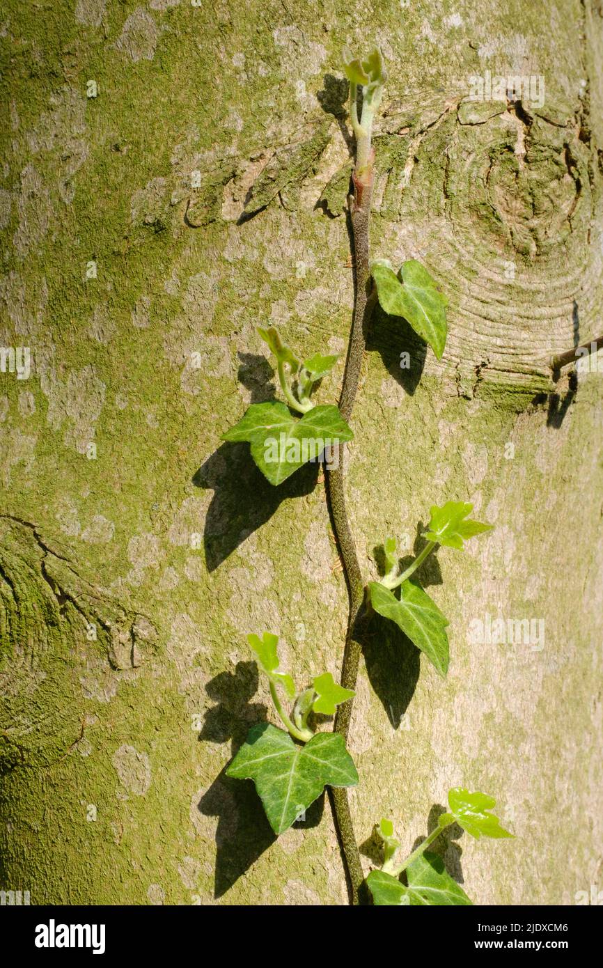 Ivy (Hedera helix) stretching along tree trunk Stock Photo - Alamy