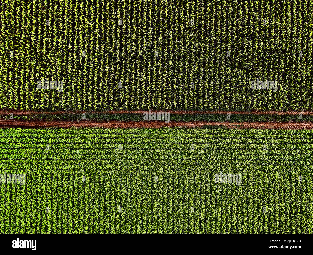 Drone view of footpath separating corn and soybean fields Stock Photo ...