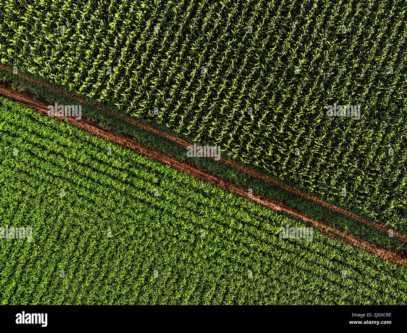 Drone view of footpath separating corn and soybean fields Stock Photo ...