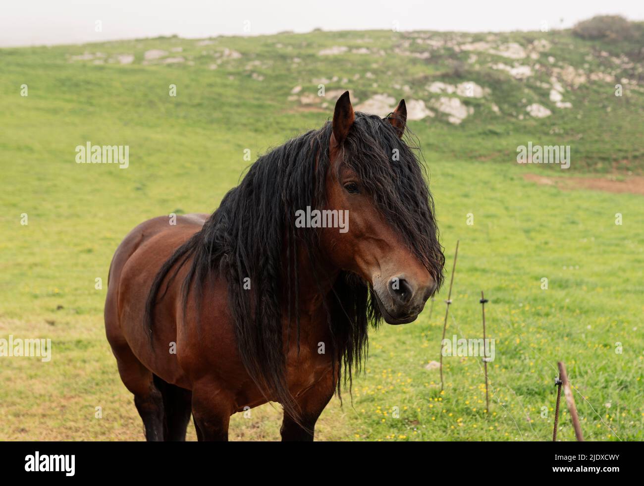 Brown horse with black mane standing on grass Stock Photo - Alamy