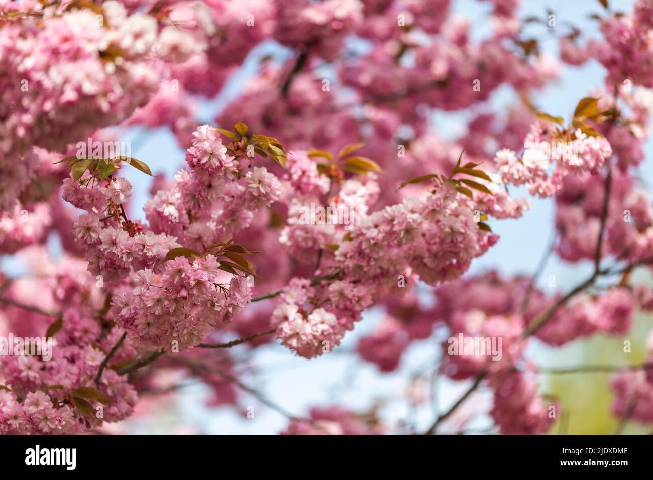 Cherry blossom branches hi-res stock photography and images - Alamy