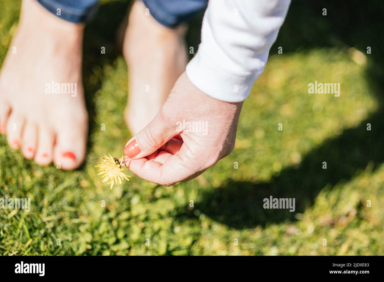 Hand of woman picking flower on sunny day Stock Photo - Alamy