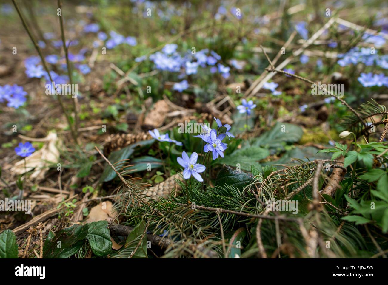 Beautiful forest flowers hi-res stock photography and images - Alamy