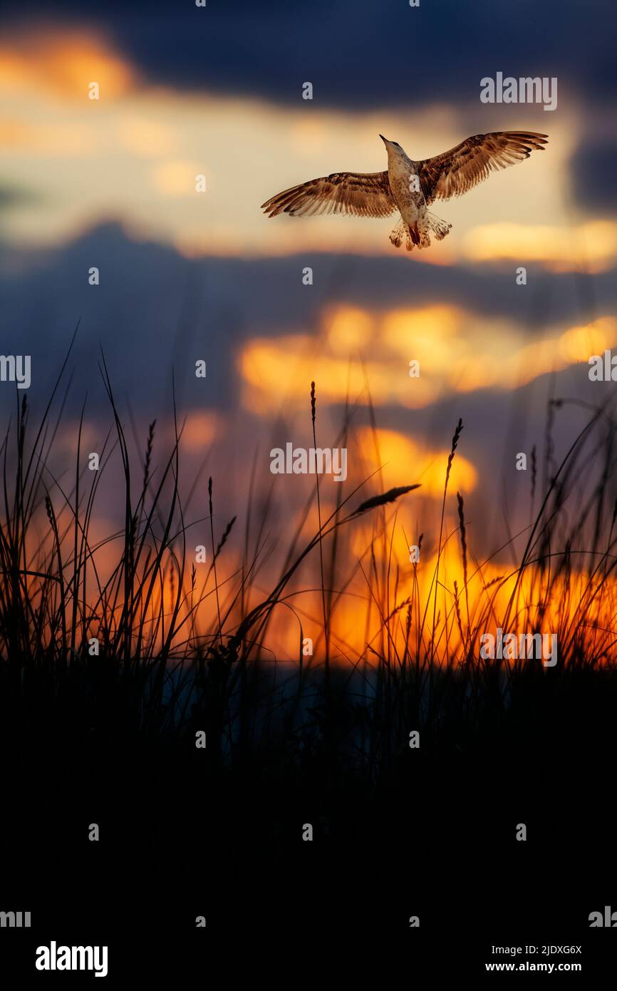 Flying grass hi-res stock photography and images - Alamy