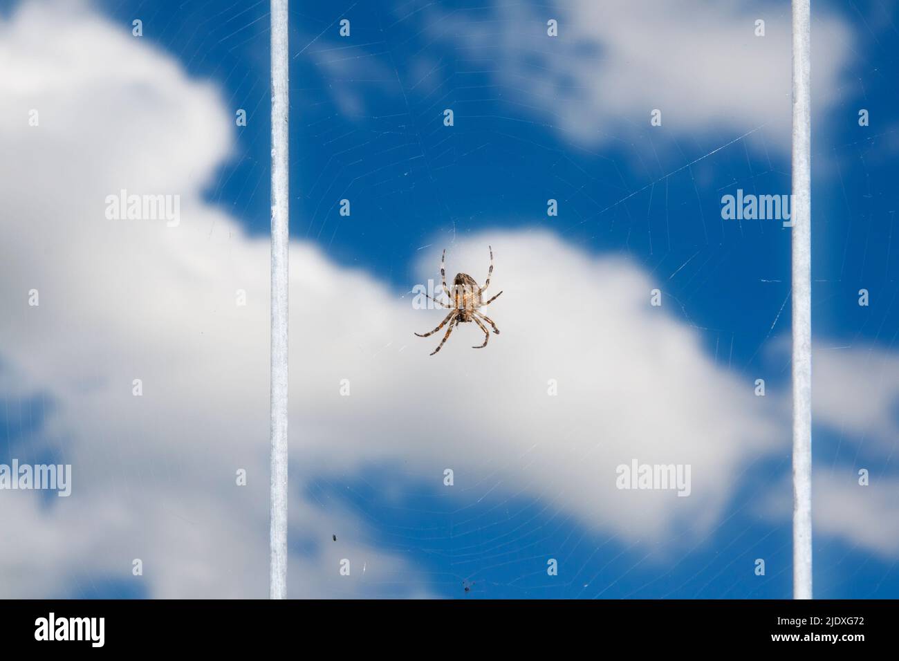 Spider hanging on the web hi-res stock photography and images - Alamy