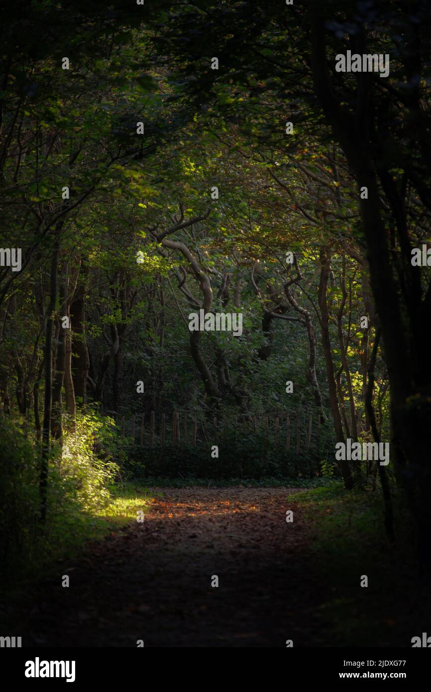 Netherlands, North Holland, Bergen aan Zee, Shaded footpath in ...