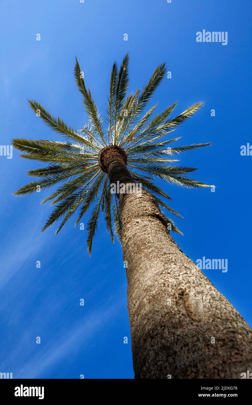 Tall palm tree hi-res stock photography and images - Alamy