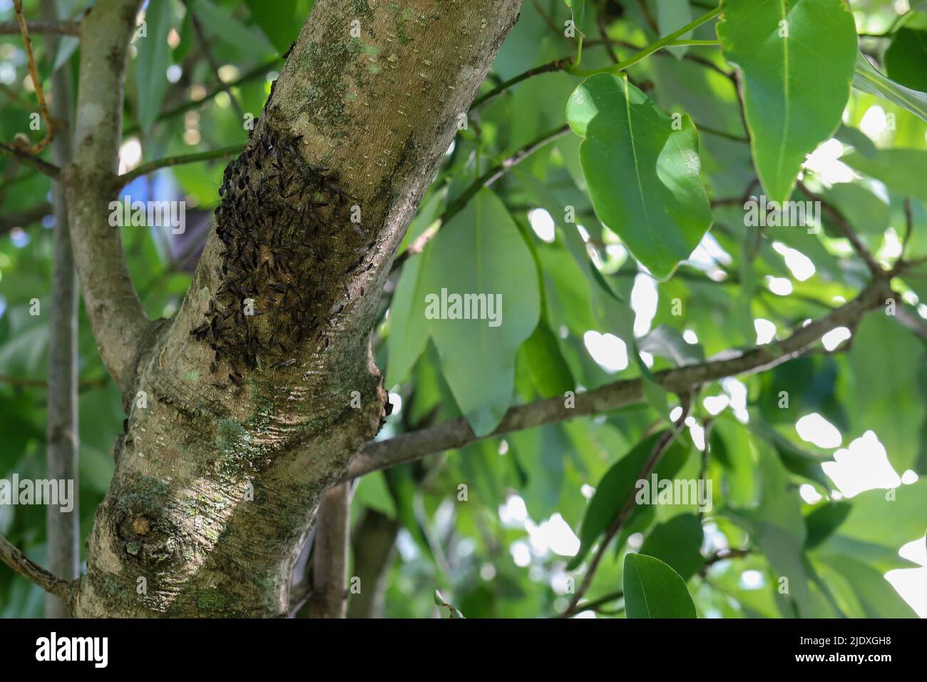 Bugs on the tree hi-res stock photography and images - Alamy